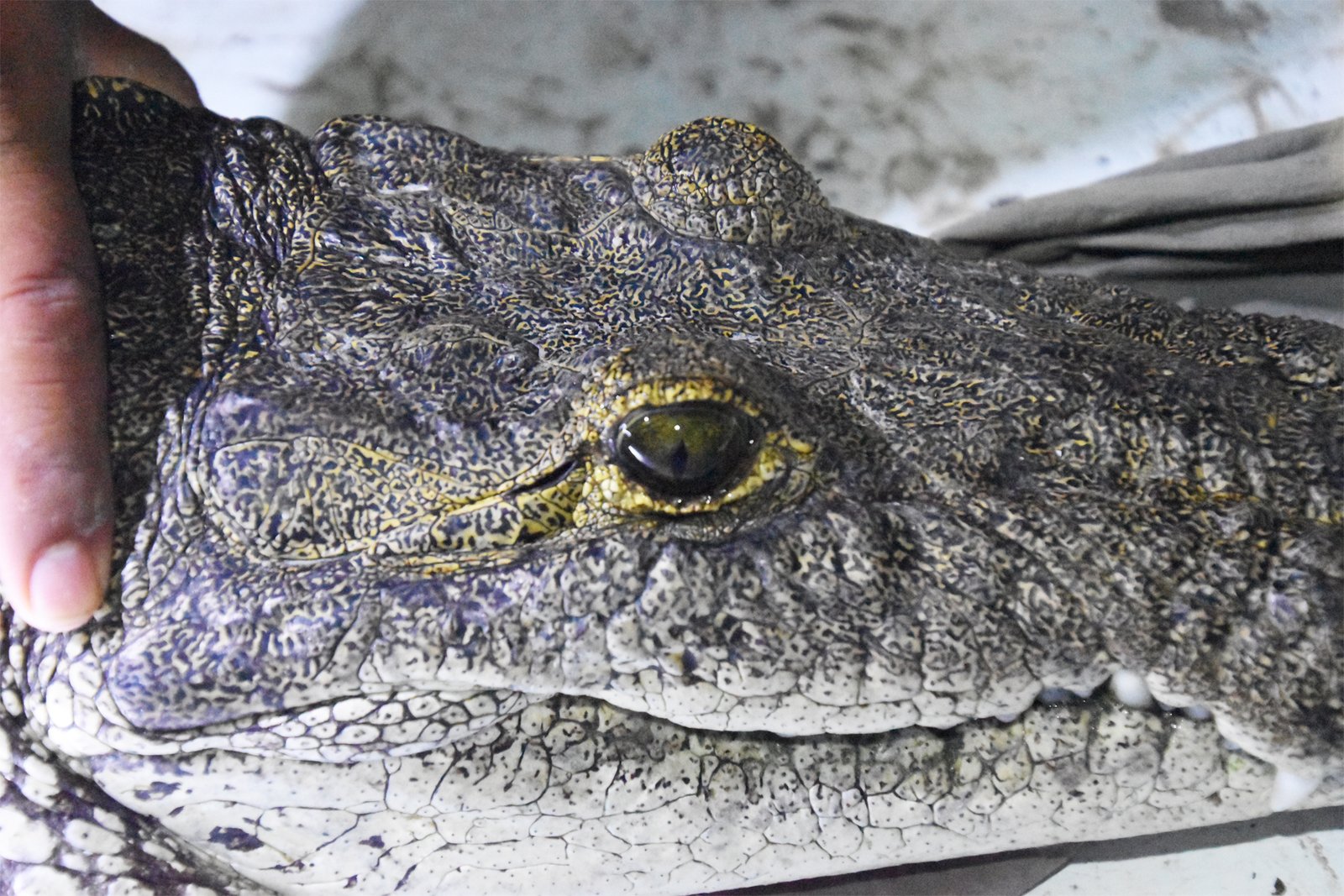 “The Belize Nationwide Morelet’s Crocodile Survey” in Corozal Bay