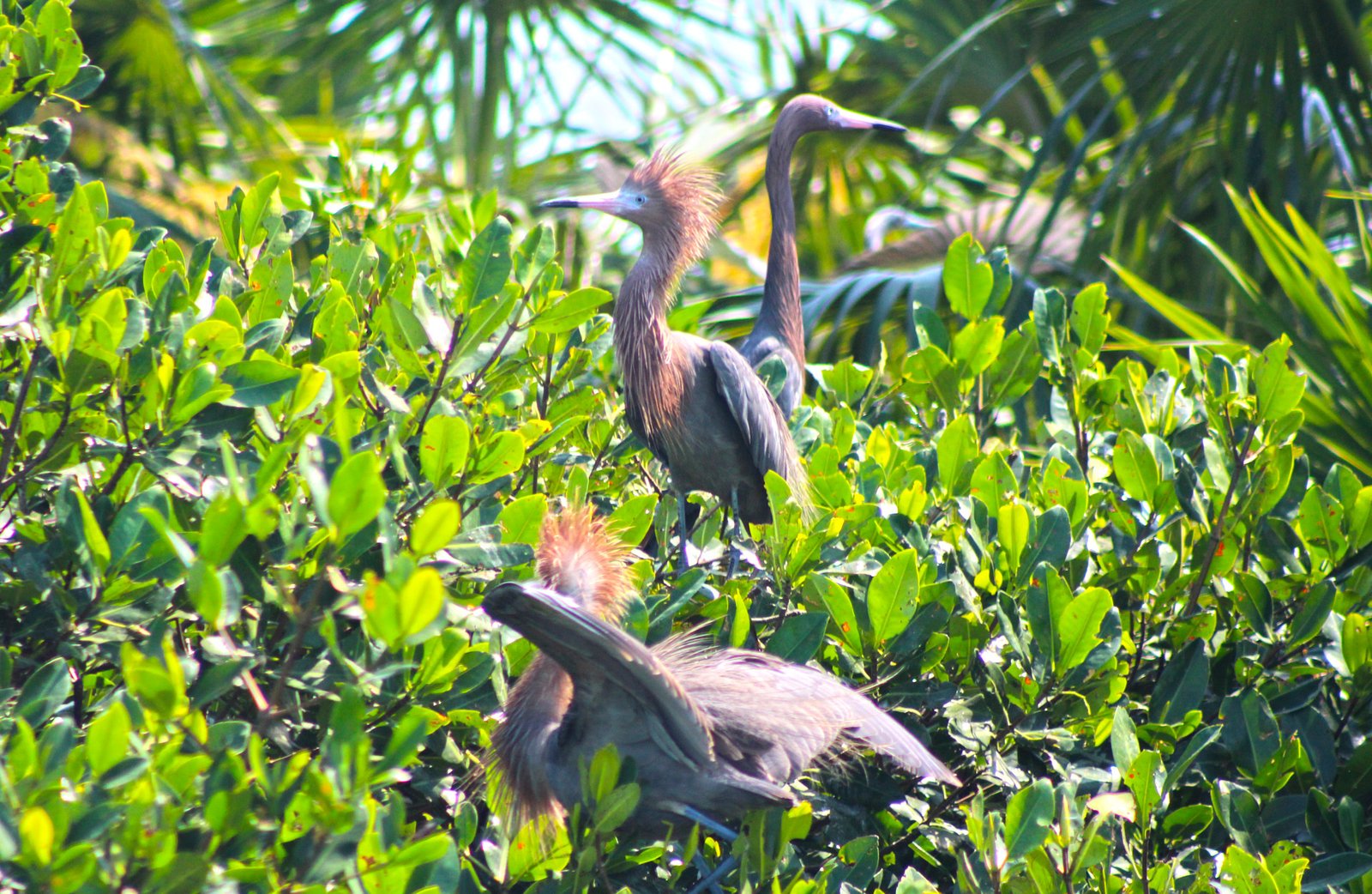 Conservation Targets – Sarteneja Alliance for Conservation and ...